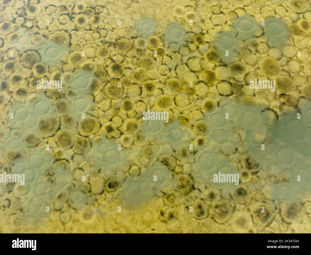 Conspicuous patterns at the bottom of the shallow lagoon Salinas de ...
