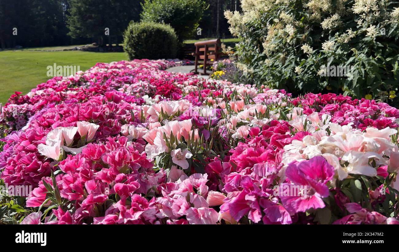 A closeup of Clarkia amoena, farewell to spring or godetia in the ...