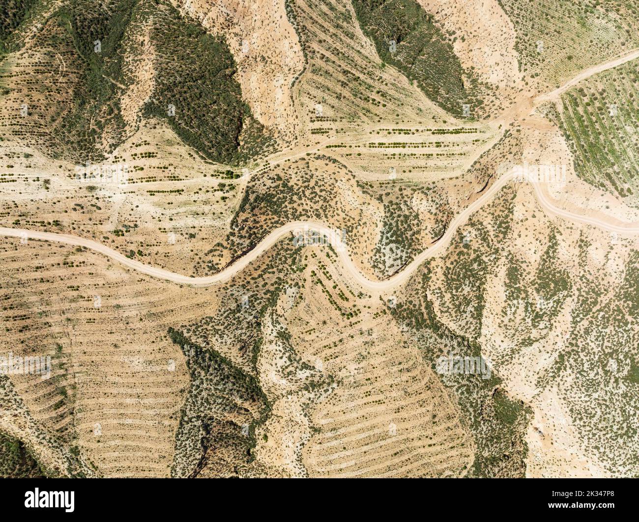 Dirt road and areas of reforestation in the Gorafe Desert with green ...