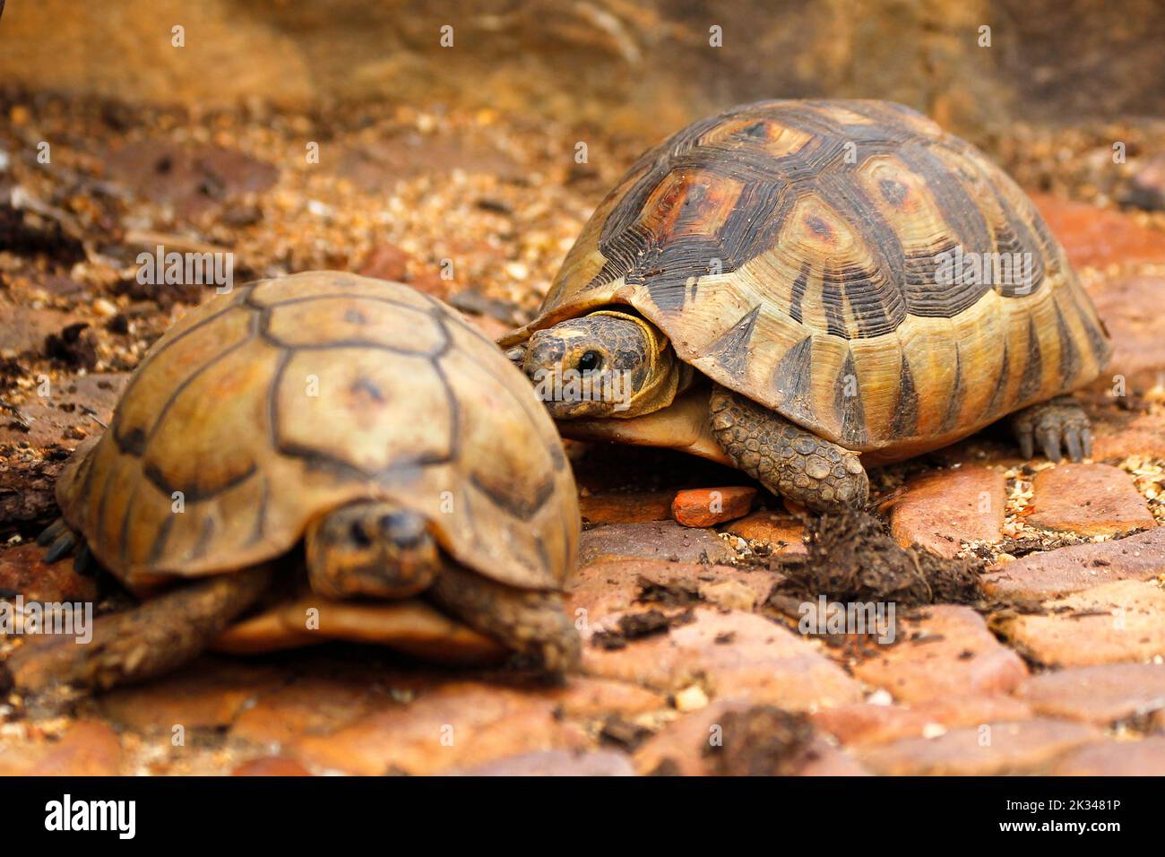 Two male angulate tortoises fighting over a female on some stone steps ...