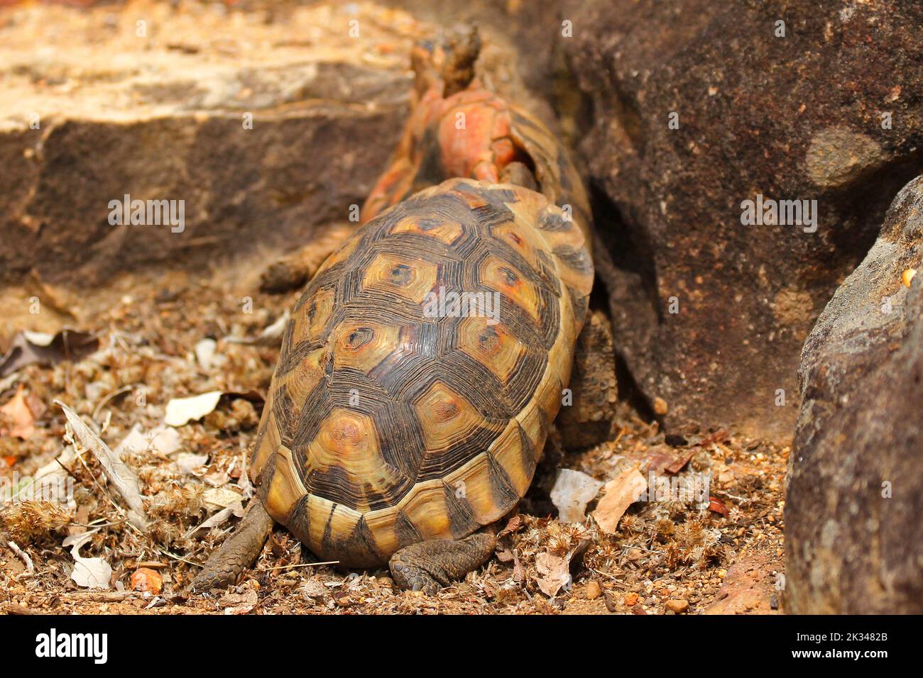Two male angulate tortoises fighting over a female on some stone steps ...
