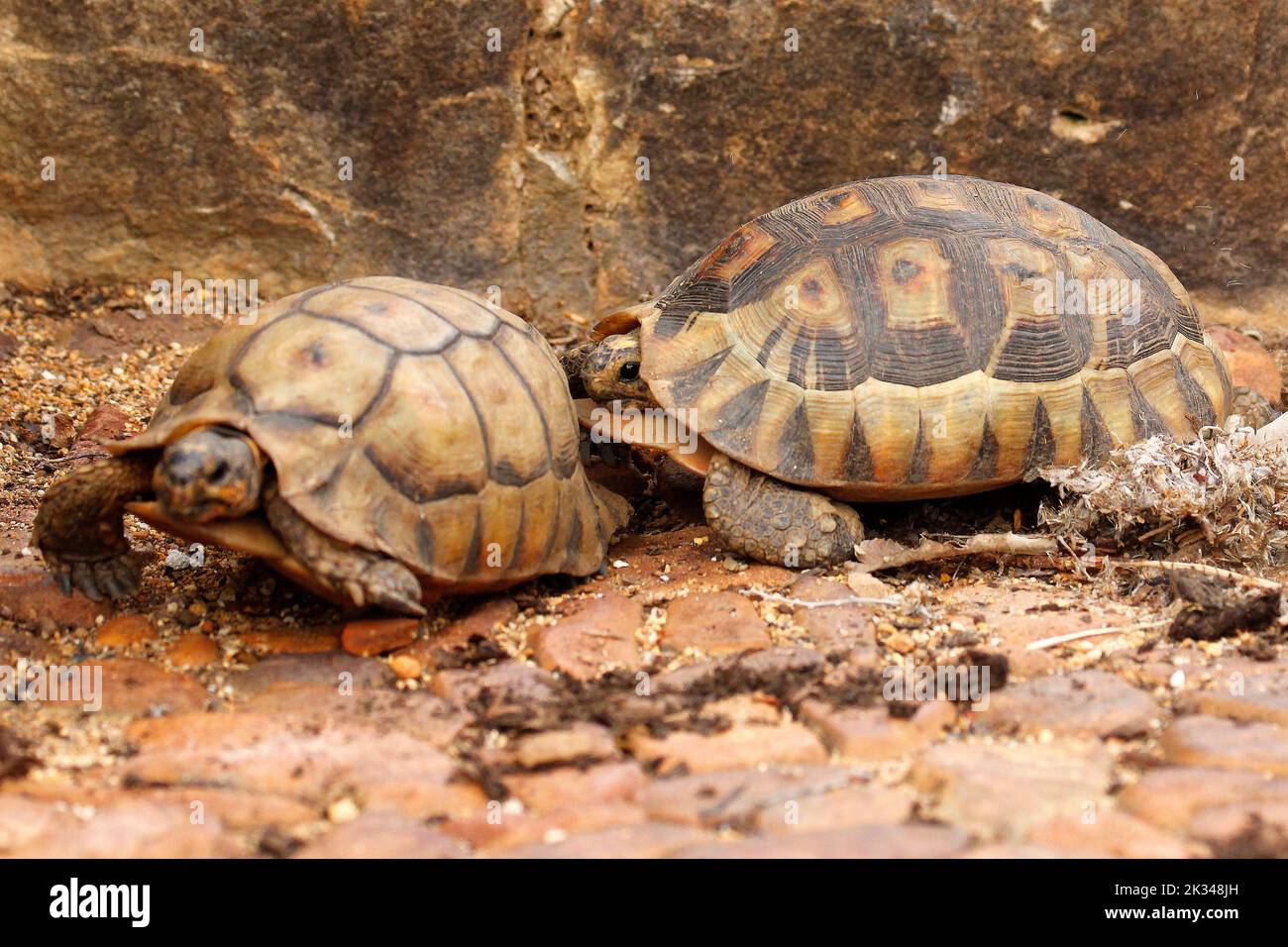 Two male angulate tortoises fighting over a female on some stone steps ...