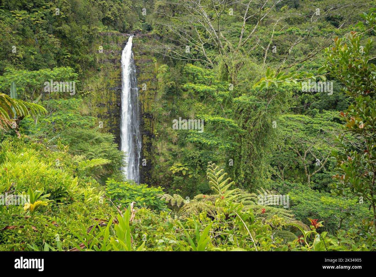 Akaka Falls, Akaka Falls State Park, Hilo, Big Island, Hawaii, USA ...