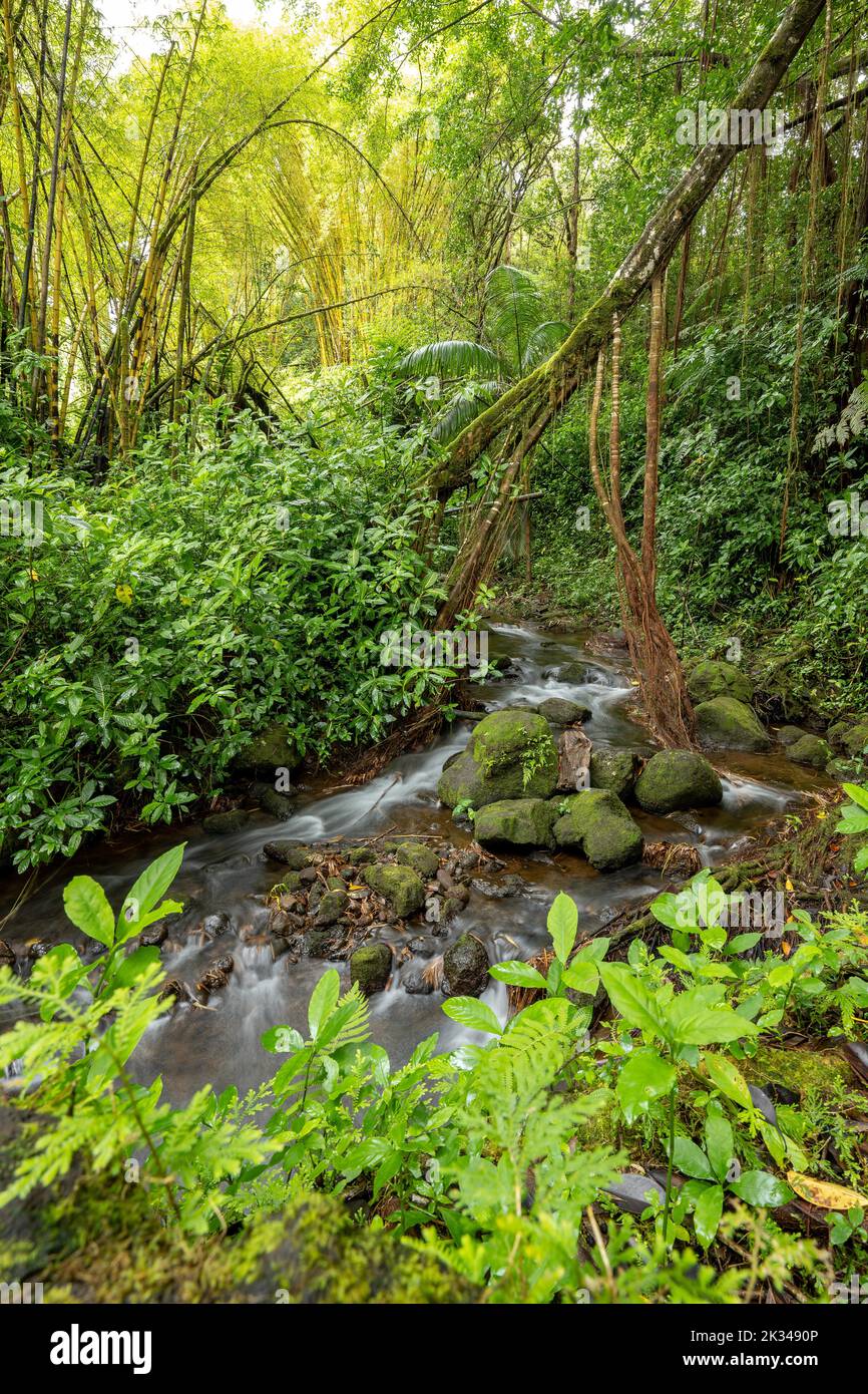 Riverbed in Akaka Falls State Park, Hilo, Big Island, Hawaii, USA ...