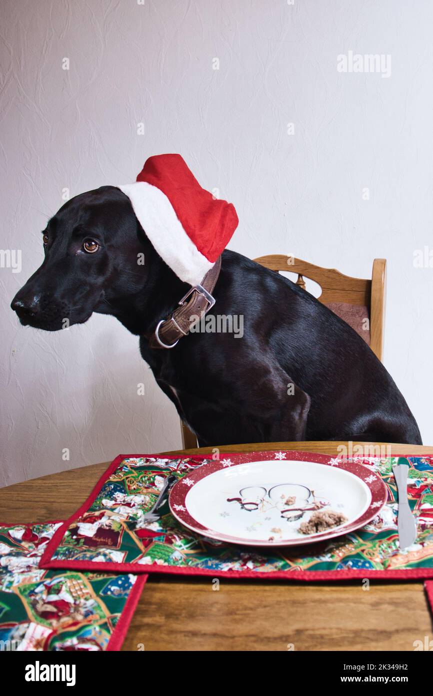 Black Labrador retriever wearing a red santa hat sitting at a table ...