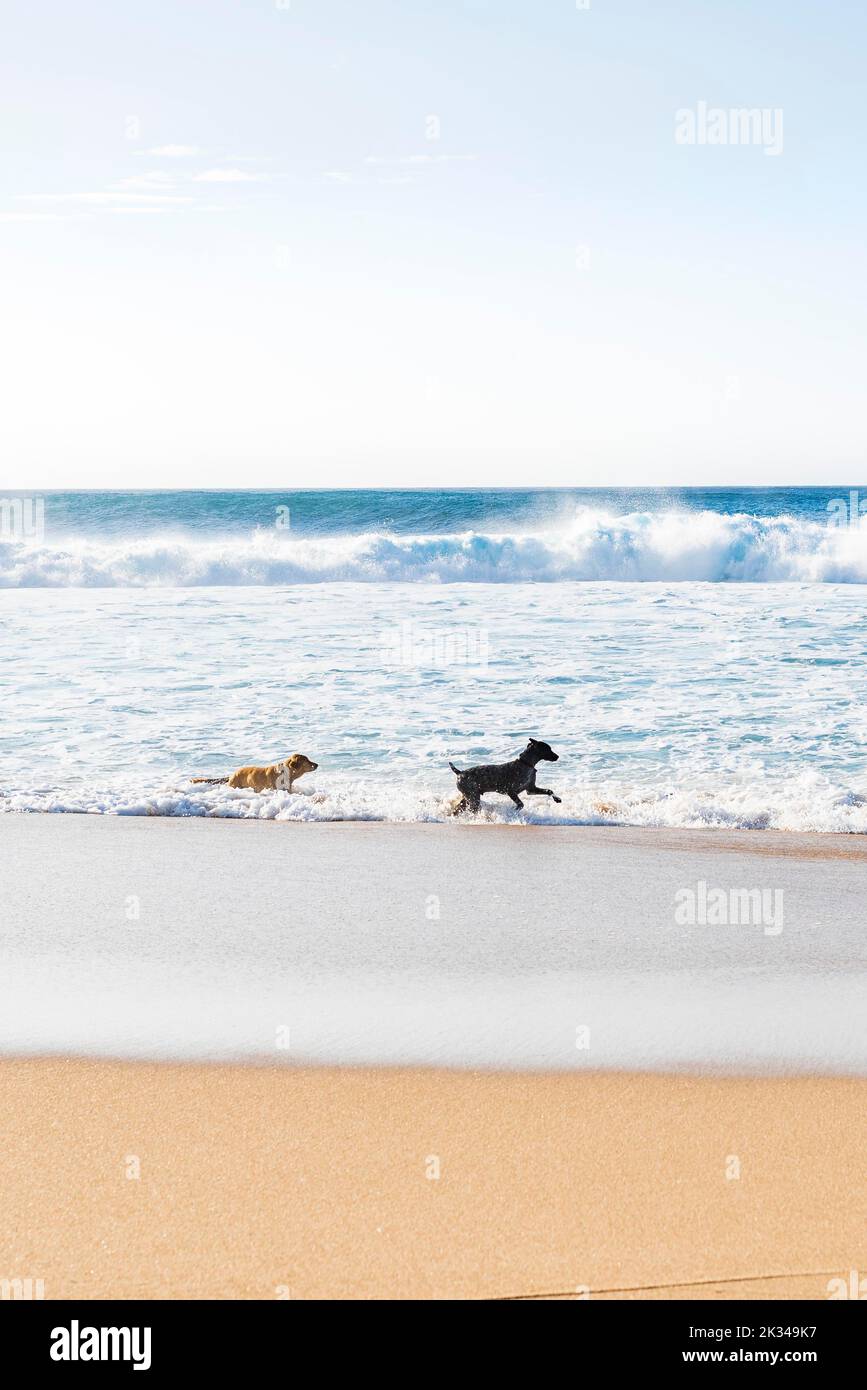 Dogs running and having having fun on the beach shore. Summertime Stock ...