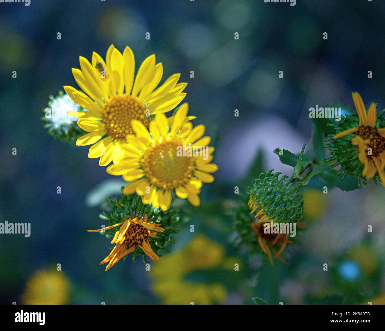 Yellow flowers plants hi-res stock photography and images - Alamy
