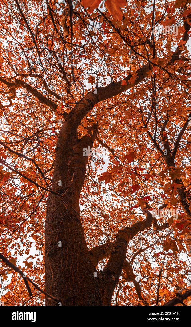 Tree in fall Stock Photo - Alamy