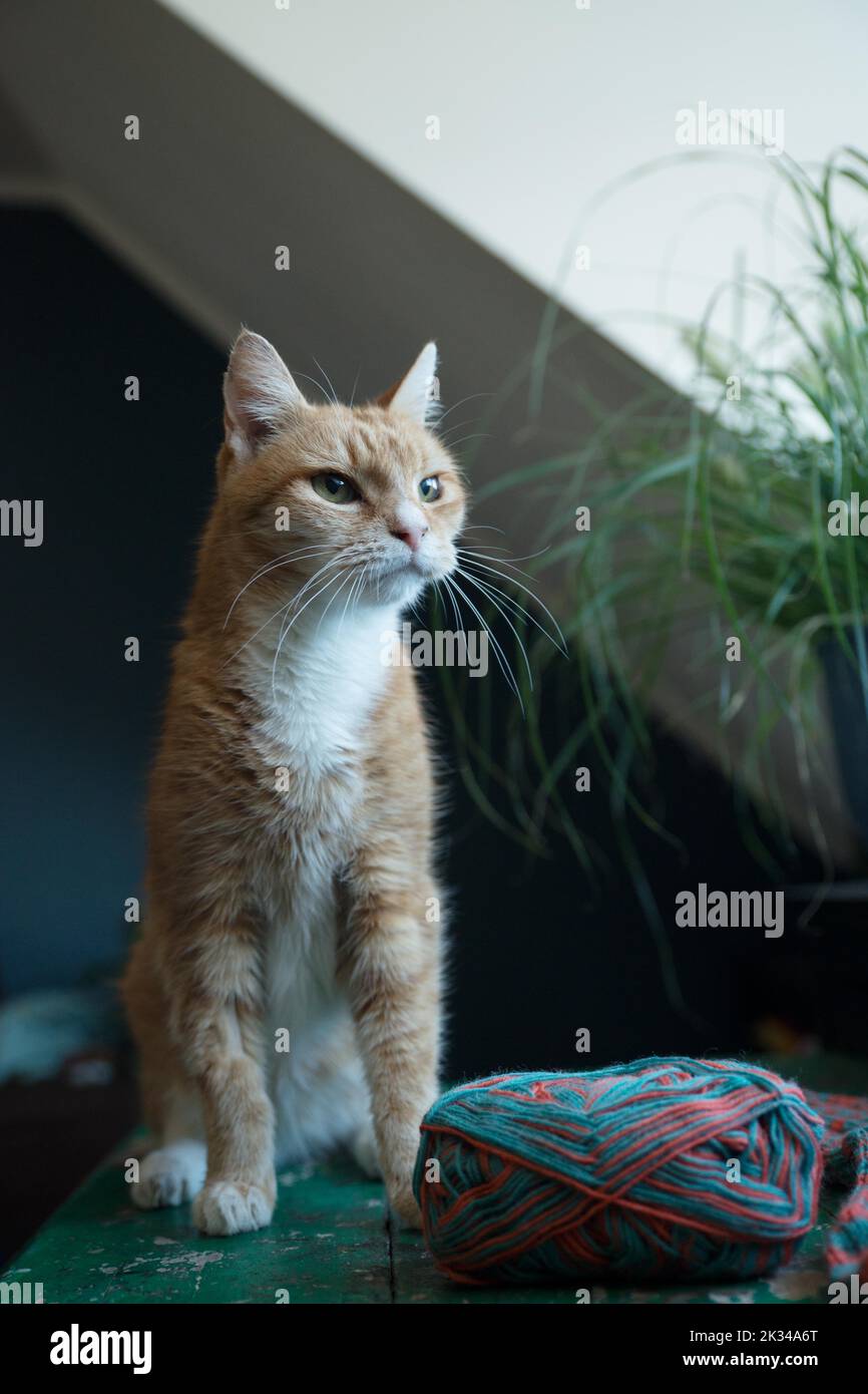 Domestic cat with ball of wool Stock Photo - Alamy