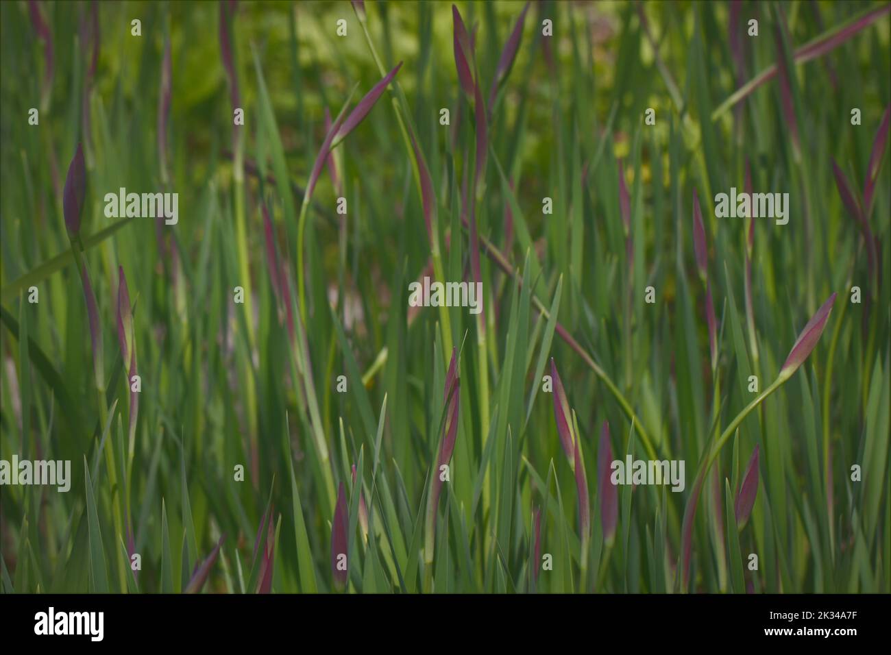 A closeup of green cogon grass (Imperata cylindrica Stock Photo - Alamy