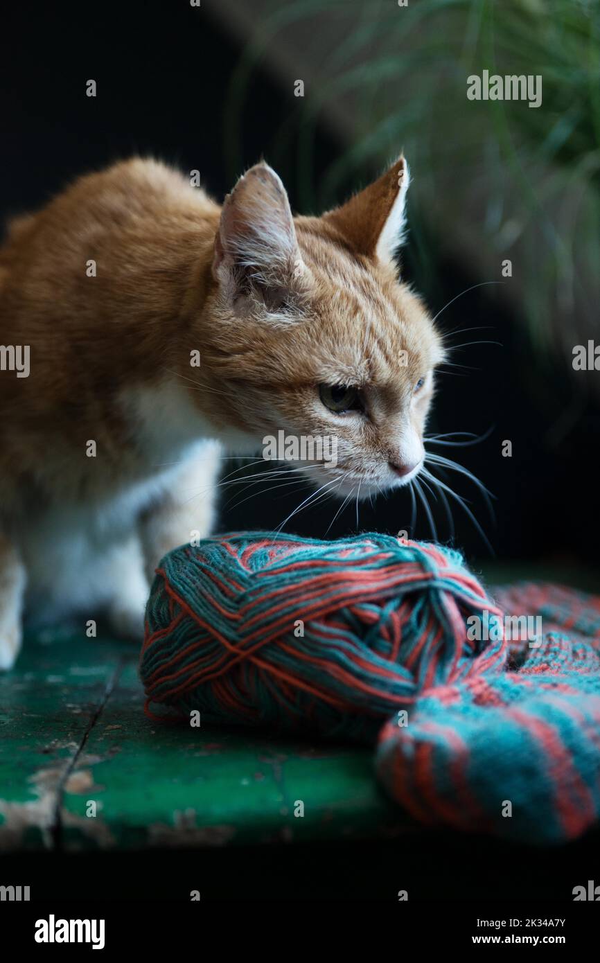 Ball of wool hi-res stock photography and images - Alamy