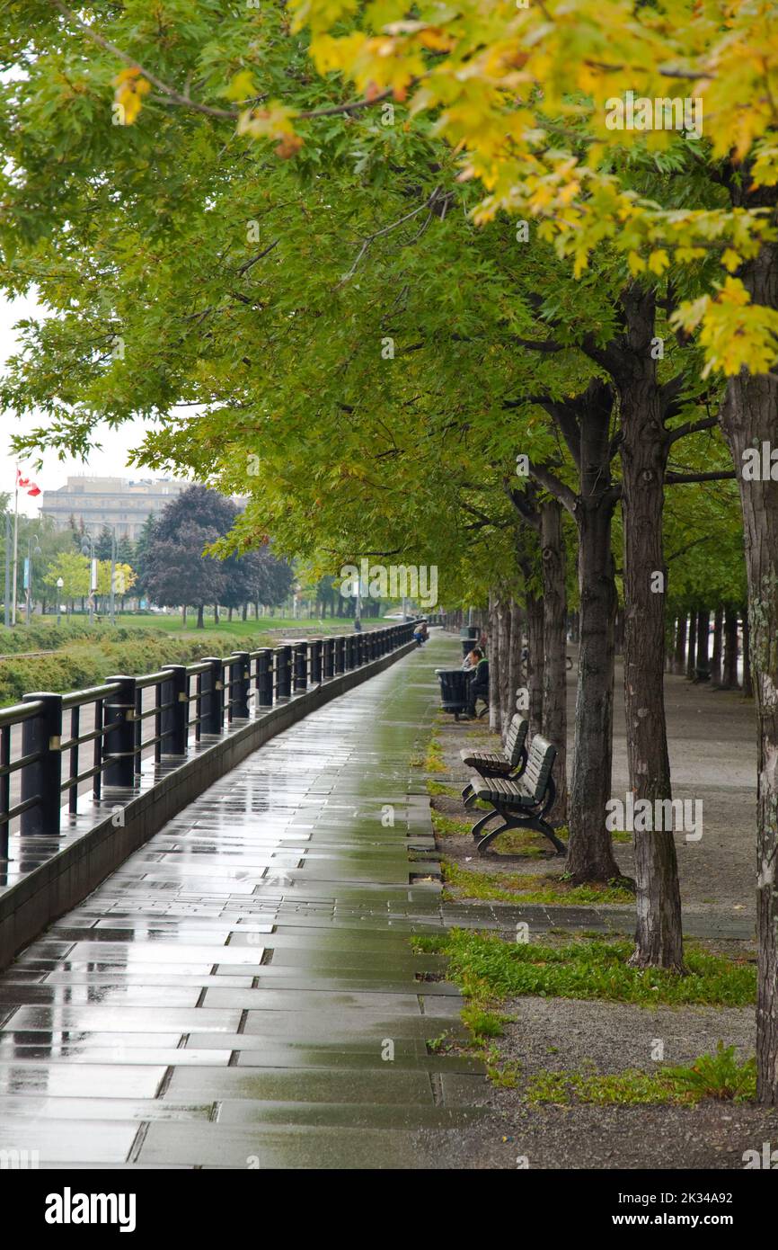 A vertical shot of wet benches under trees after the rain in a park in ...