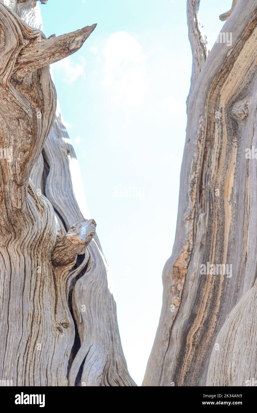 Dead wood in the desert Stock Photo - Alamy