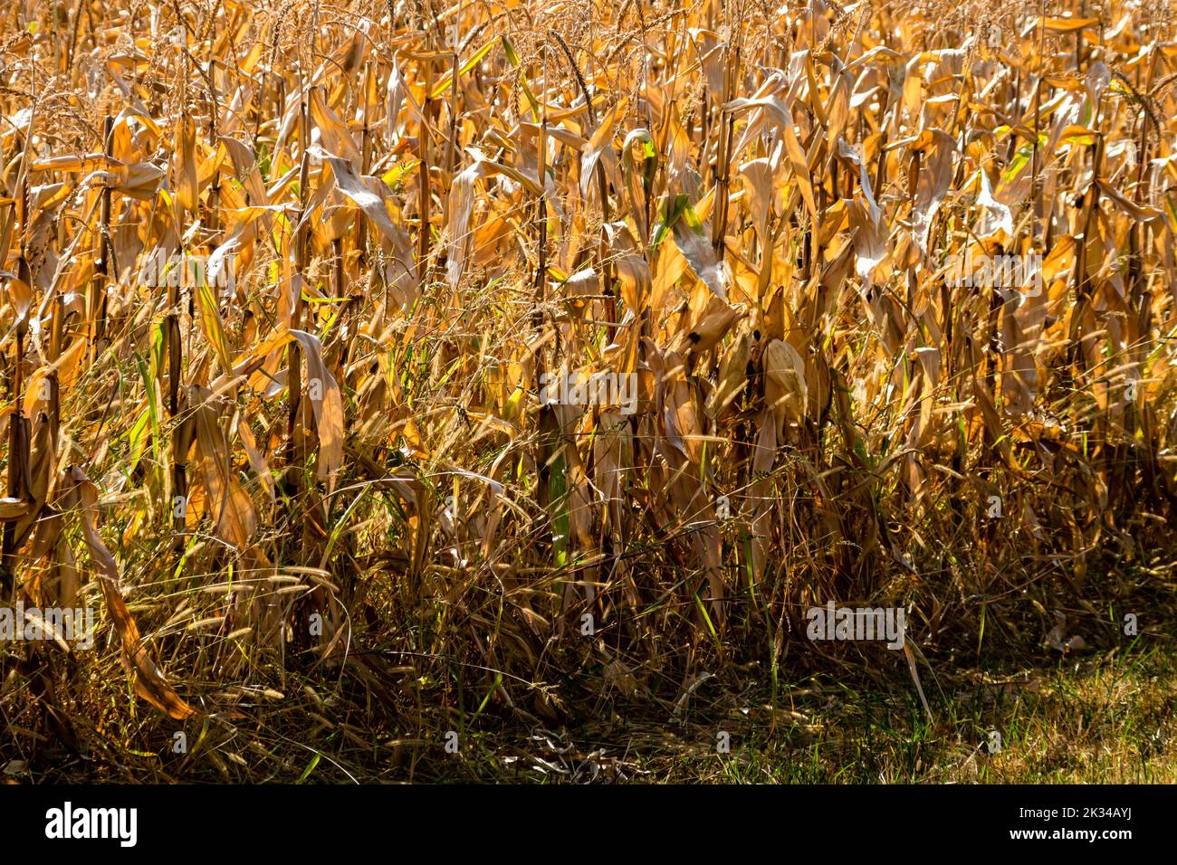 Dried out corn field. Ripe corn left to dry Stock Photo - Alamy