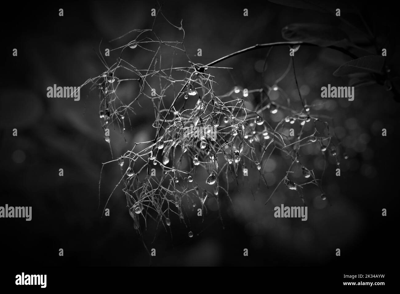 A grayscale of a branch with water droplets Stock Photo - Alamy