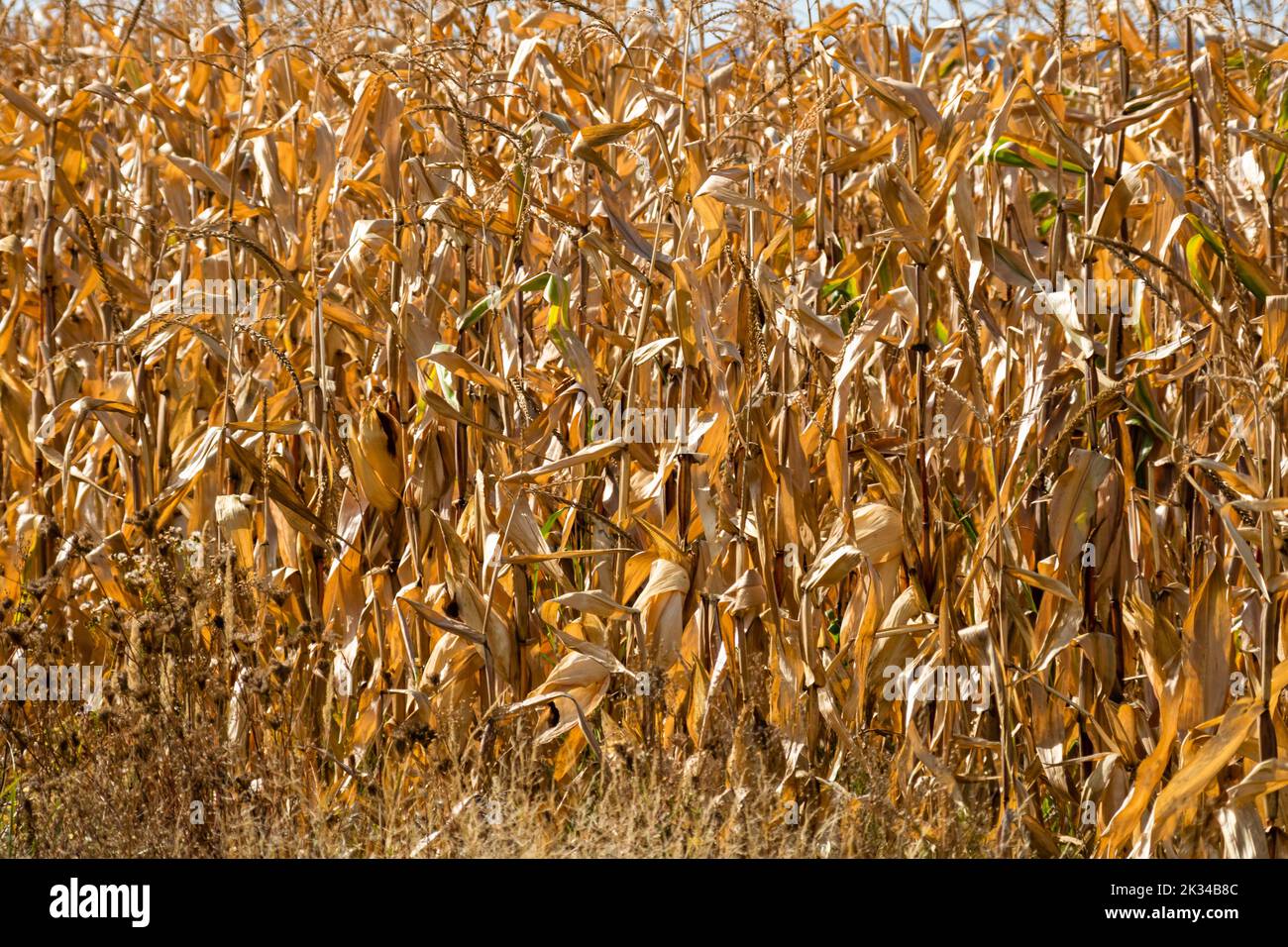 Dried out cornfield hi-res stock photography and images - Alamy