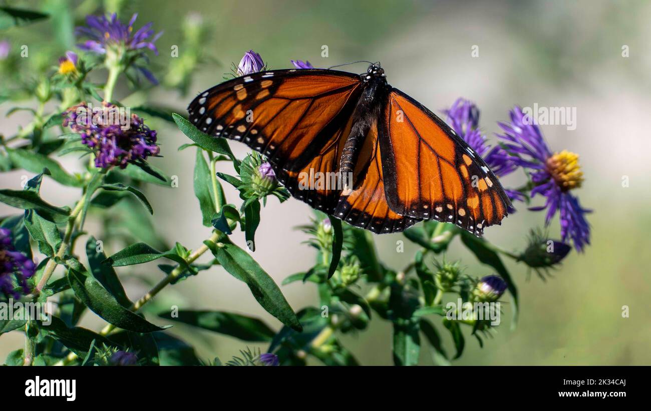 Monarch butterfly lands on hi-res stock photography and images - Alamy