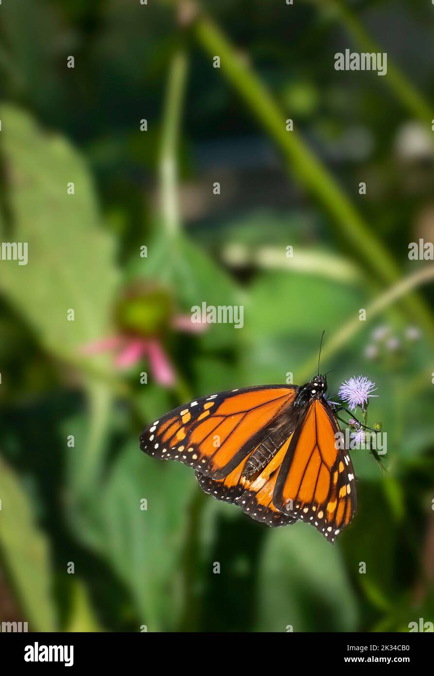 Monarch butterfly on plant hi-res stock photography and images - Alamy