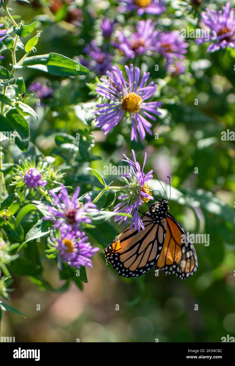 A monarch butterfly lands on a purple aster bush to feed Stock Photo ...