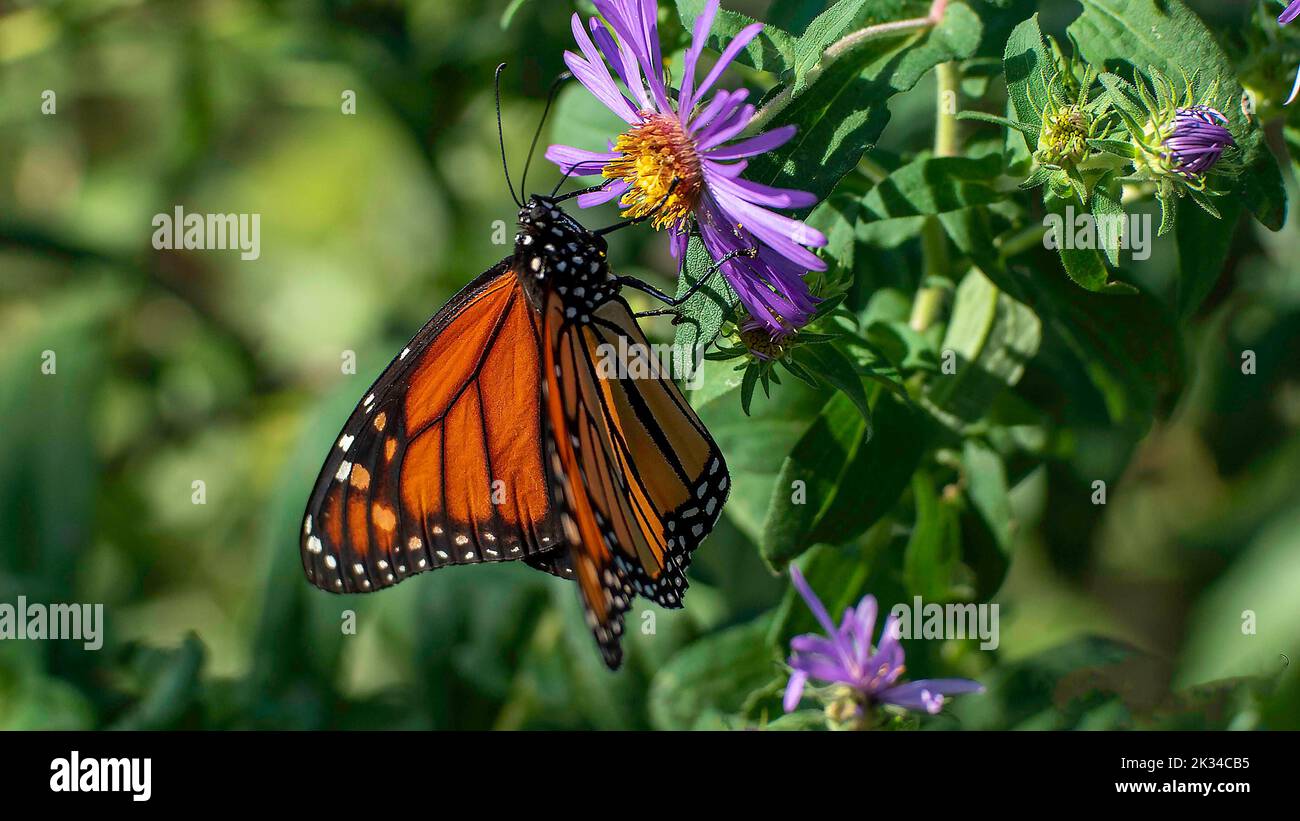 Landscape view of Monarch facing right on aster flower Stock Photo - Alamy