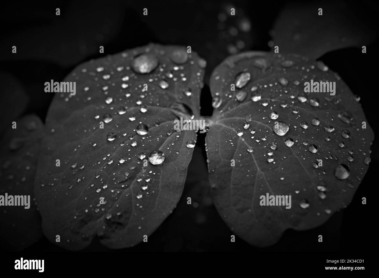 A grayscale of a leaf with water droplets Stock Photo - Alamy