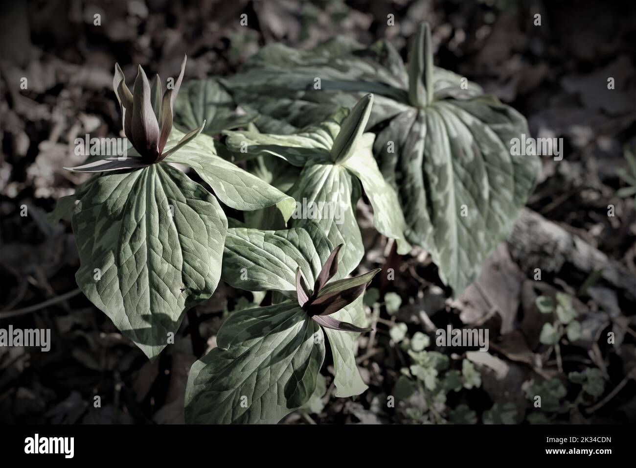 A grayscale of toadshade flower (Trillium sessile) in a garden Stock ...
