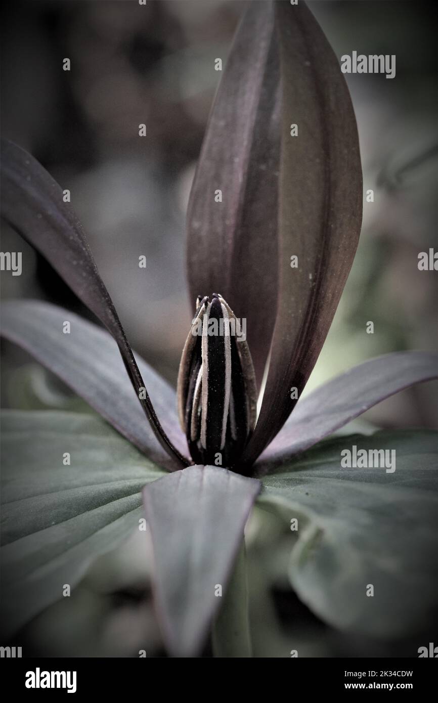A grayscale of toadshade flower (Trillium sessile) in a garden Stock ...
