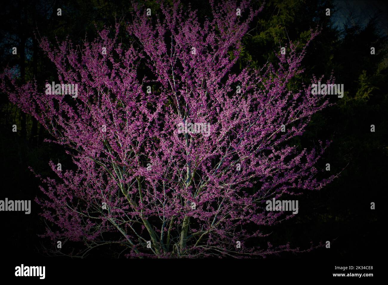 A pink flowering tree in a park Stock Photo - Alamy