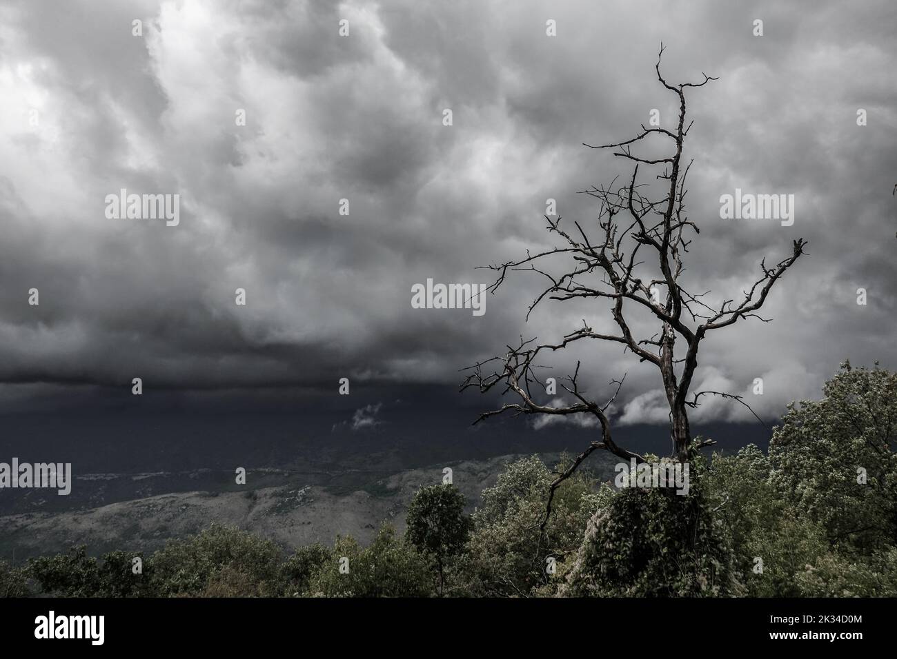 A dead tree on a dramatic cloud background above the Bjelopavlići plain ...