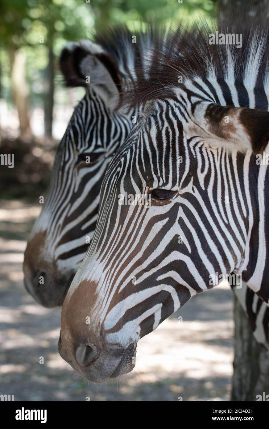 Two zebra faces hi-res stock photography and images - Alamy