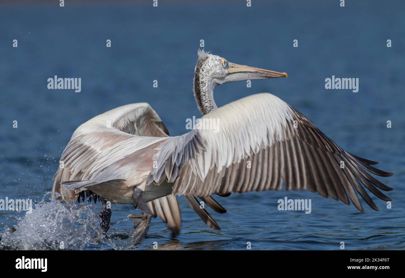 Pelican with its wings spread out attempting to take off and fly in the ...