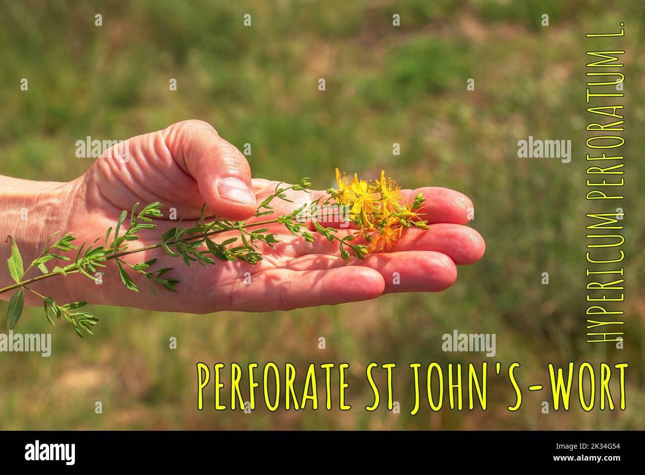 Medicinal herbs growing in a wild meadow. Yellow flowering St. John's ...