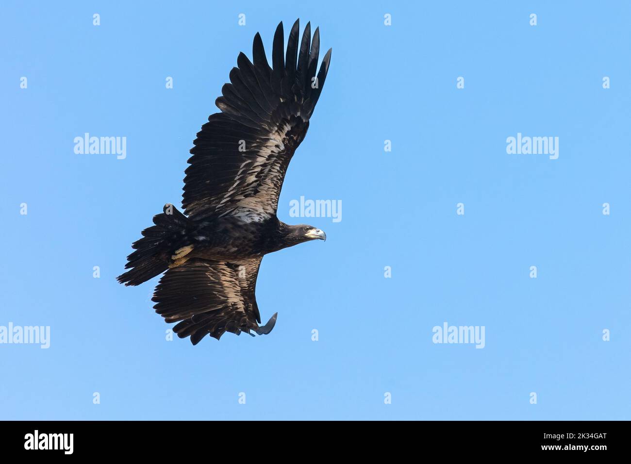 Bald eagle wings wide hi-res stock photography and images - Alamy