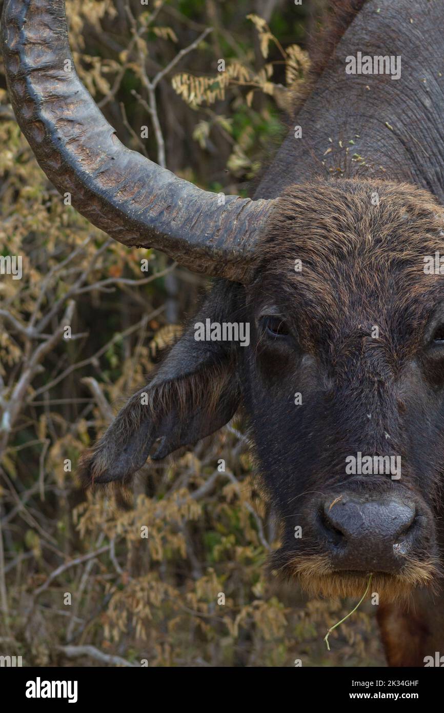 The face of a large water buffalo from a dried up swamp lake found in ...