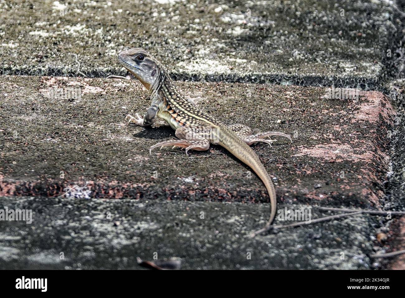 Common butterfly lizard hi-res stock photography and images - Alamy