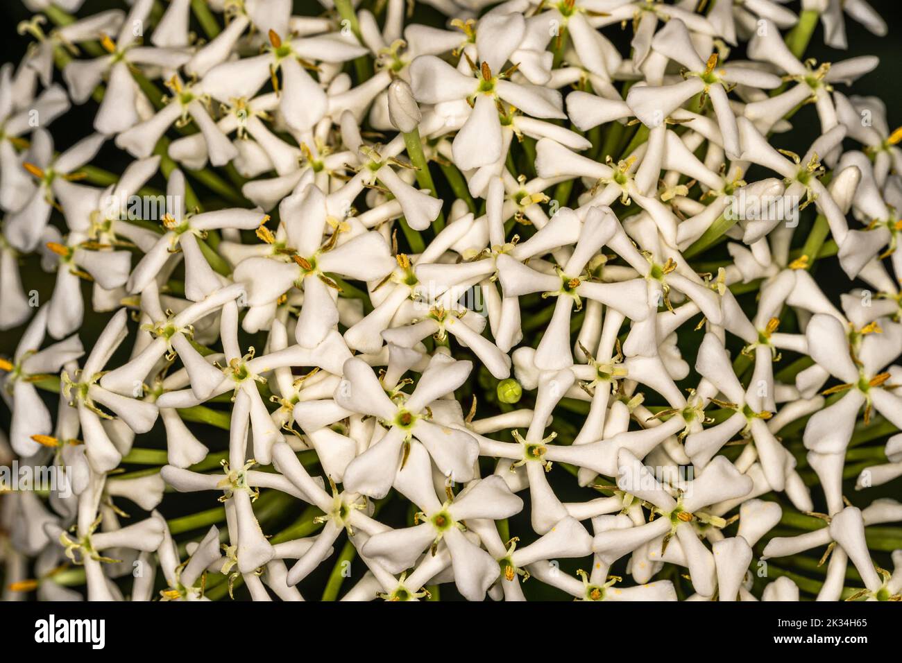 Flowers of White Jungle Flame (Ixora finlaysoniana Stock Photo - Alamy