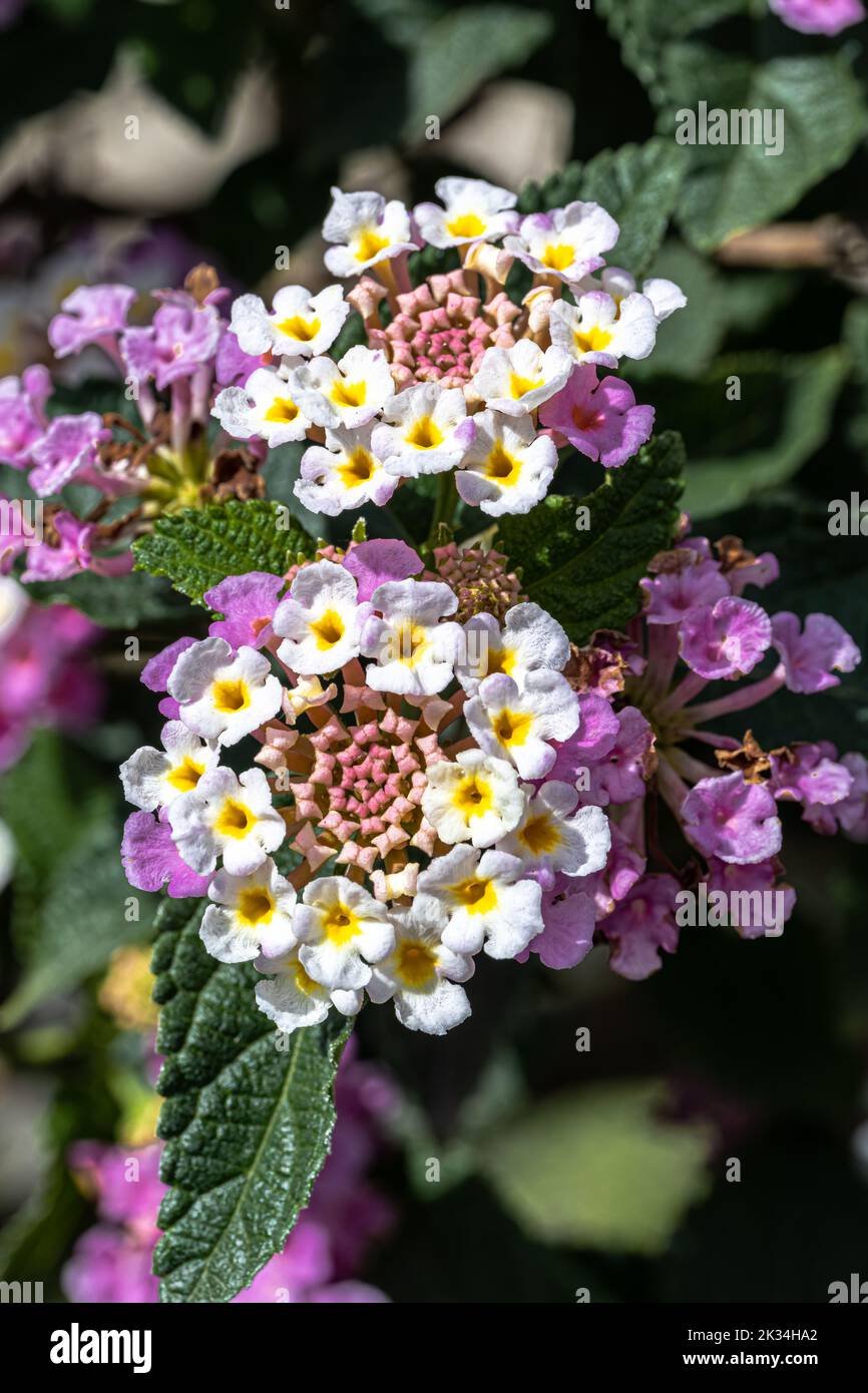 Flowers of West Indian Lantana (Lantana camara Stock Photo - Alamy