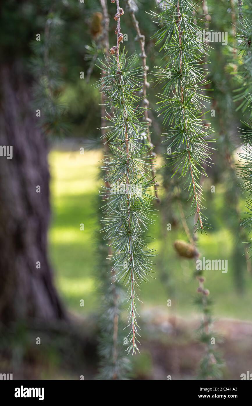 Beautiful young larch leaves closeup hi-res stock photography and images - Alamy
