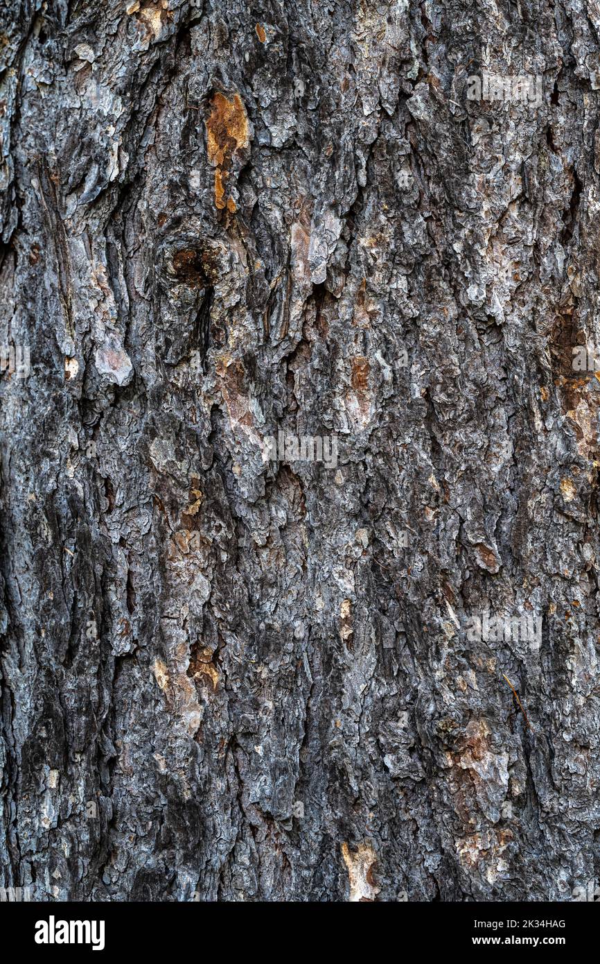Larix decidua twig hi-res stock photography and images - Alamy