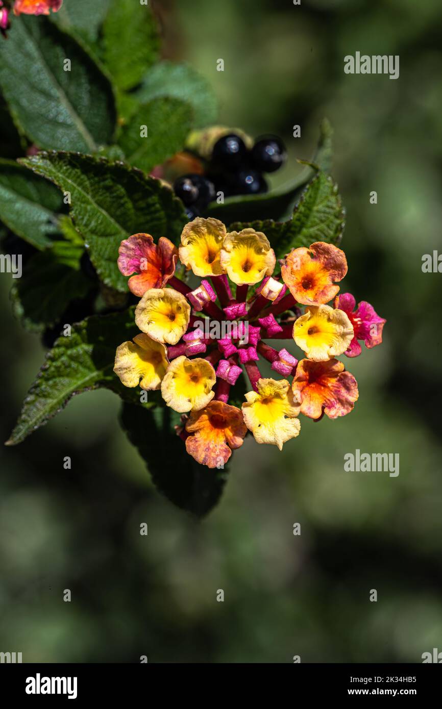 Flowers of West Indian Lantana (Lantana camara Stock Photo - Alamy