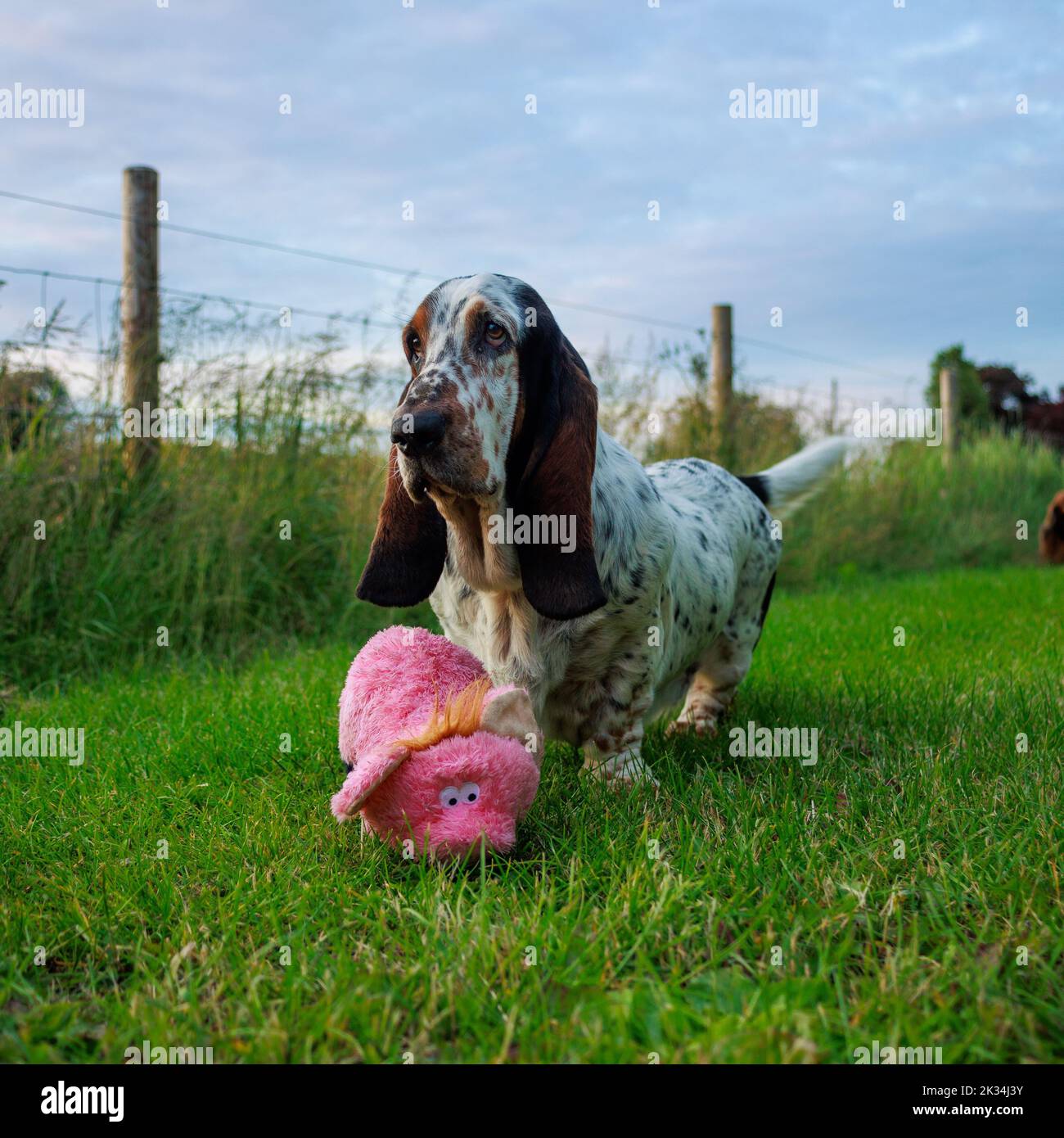 Cute basset hounds hi-res stock photography and images - Alamy