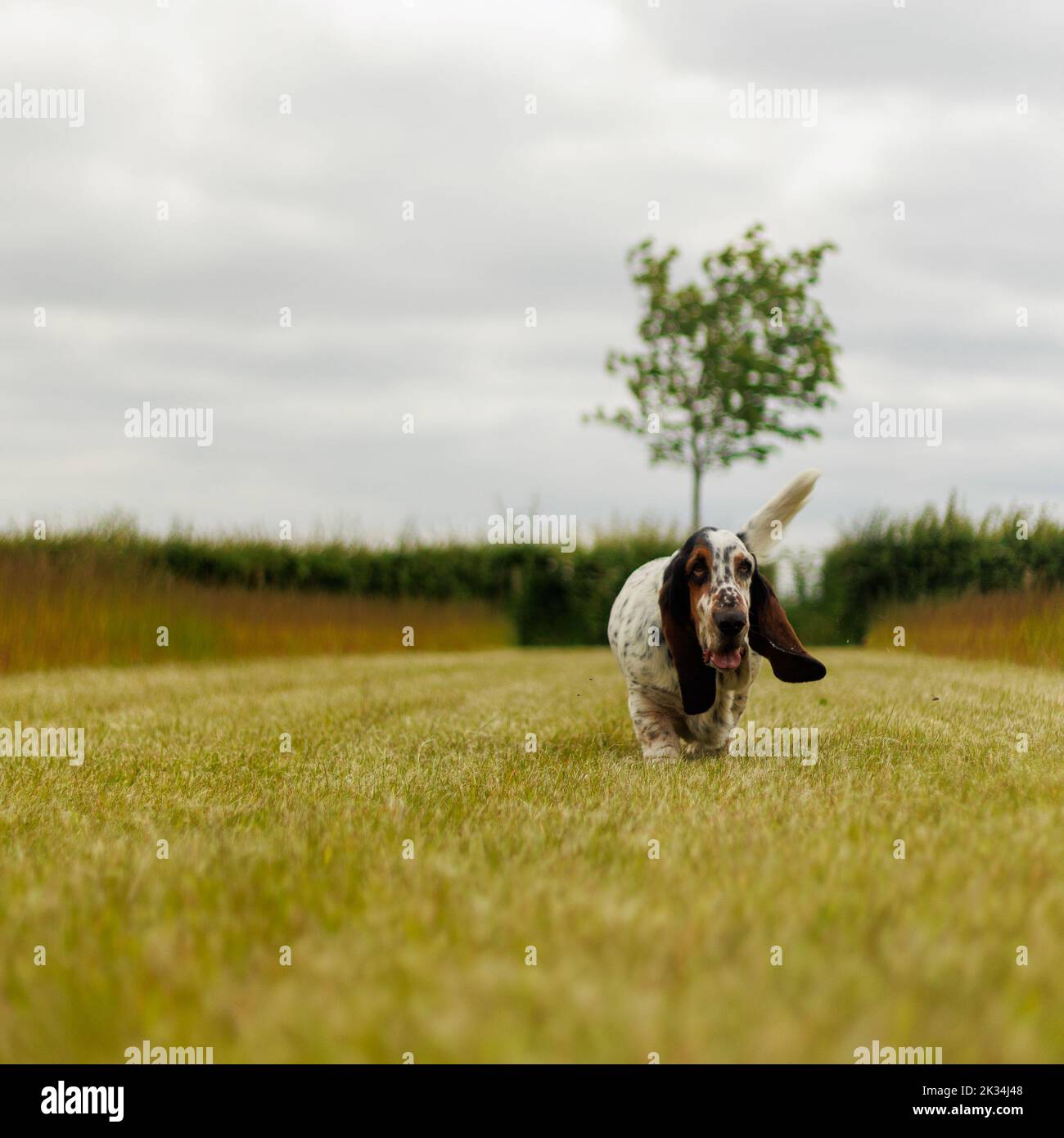 Little hounds hi-res stock photography and images - Alamy