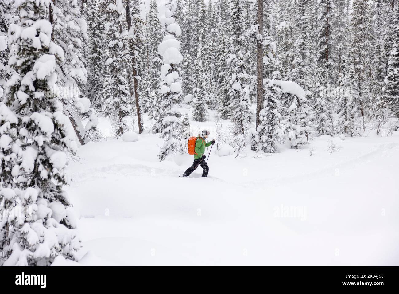 Trees and man walking away hi-res stock photography and images - Alamy