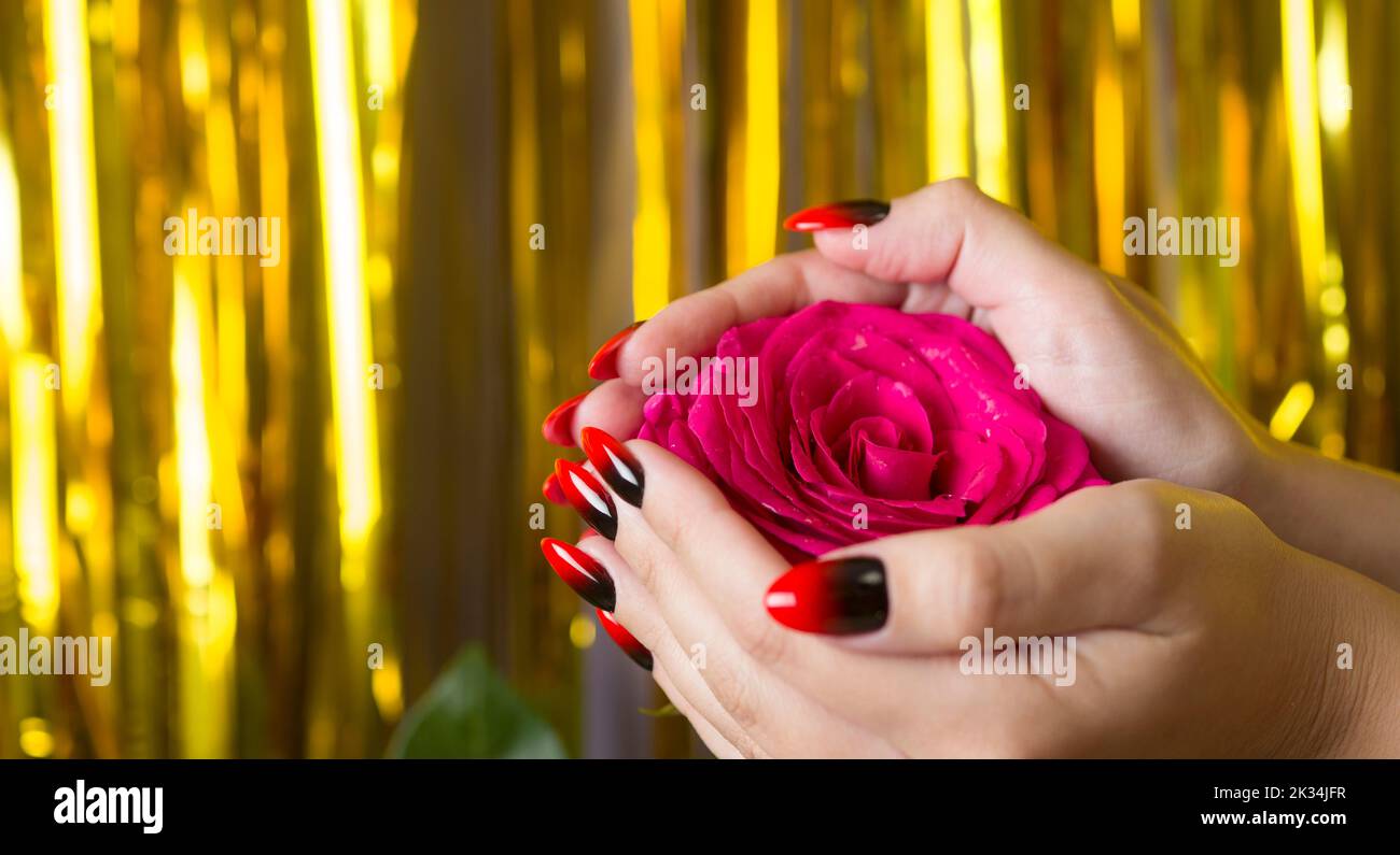 Pink rose in woman's hand with manicure on blurry gold background ...