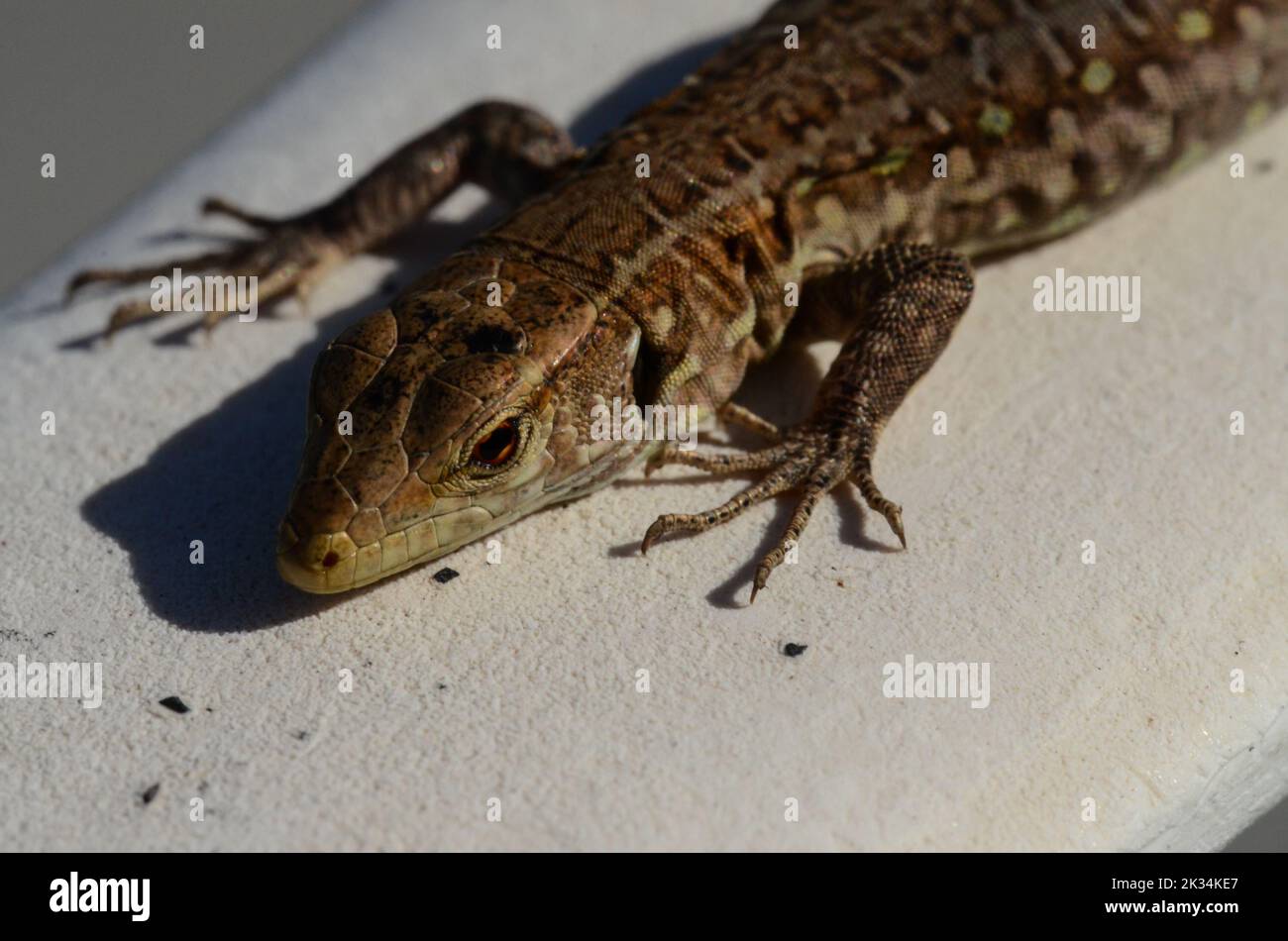 The high-angle close-up view of a common lizard over the white surface ...