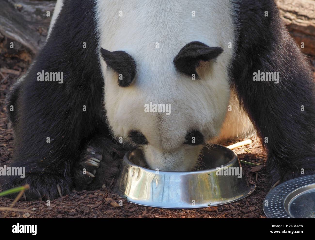 Giant panda eating from a metal bowl in Zoo Vienna Schonbrunn Stock ...