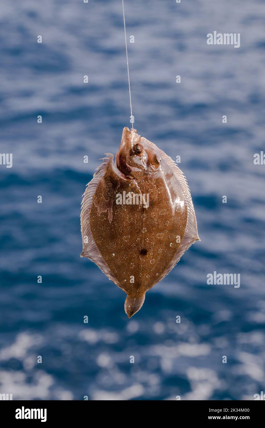 A Red Mullet fish caught hanging on the hook rod with blur sea in the ...