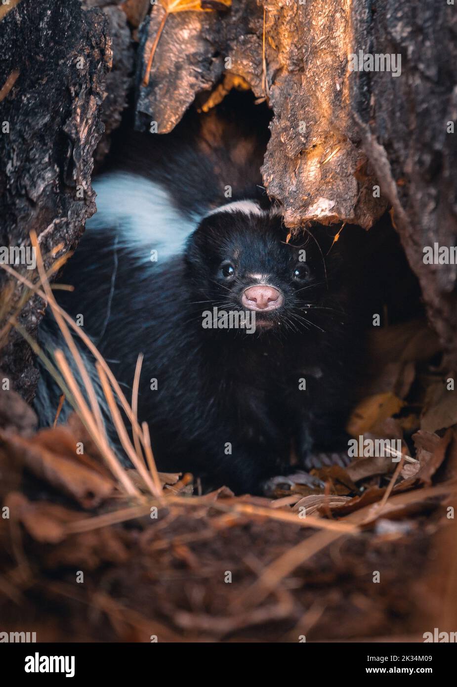 The vertical view of a striped skunk hiding in the tree Stock Photo - Alamy