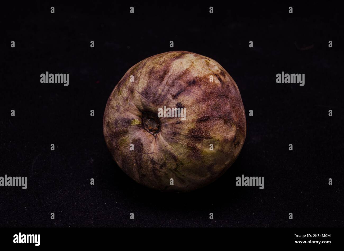 A closeup shot of a Brown Ripe Cherimoya Tropical Fruit on black ...