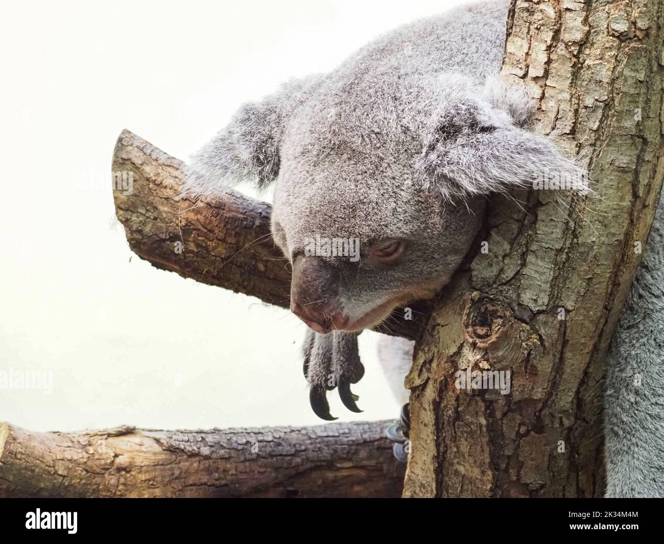 Sloth on tree branch hi-res stock photography and images - Alamy